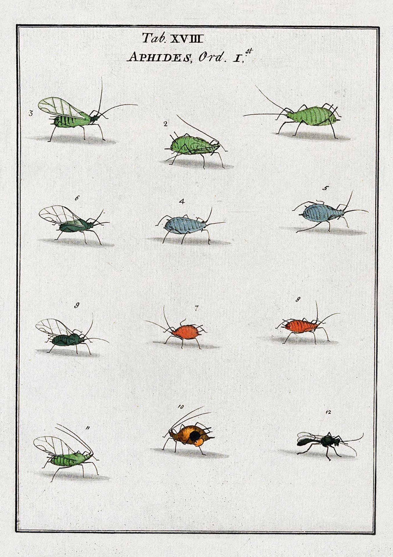 Wholesale Aphids Card Ikonink Fieldfolio