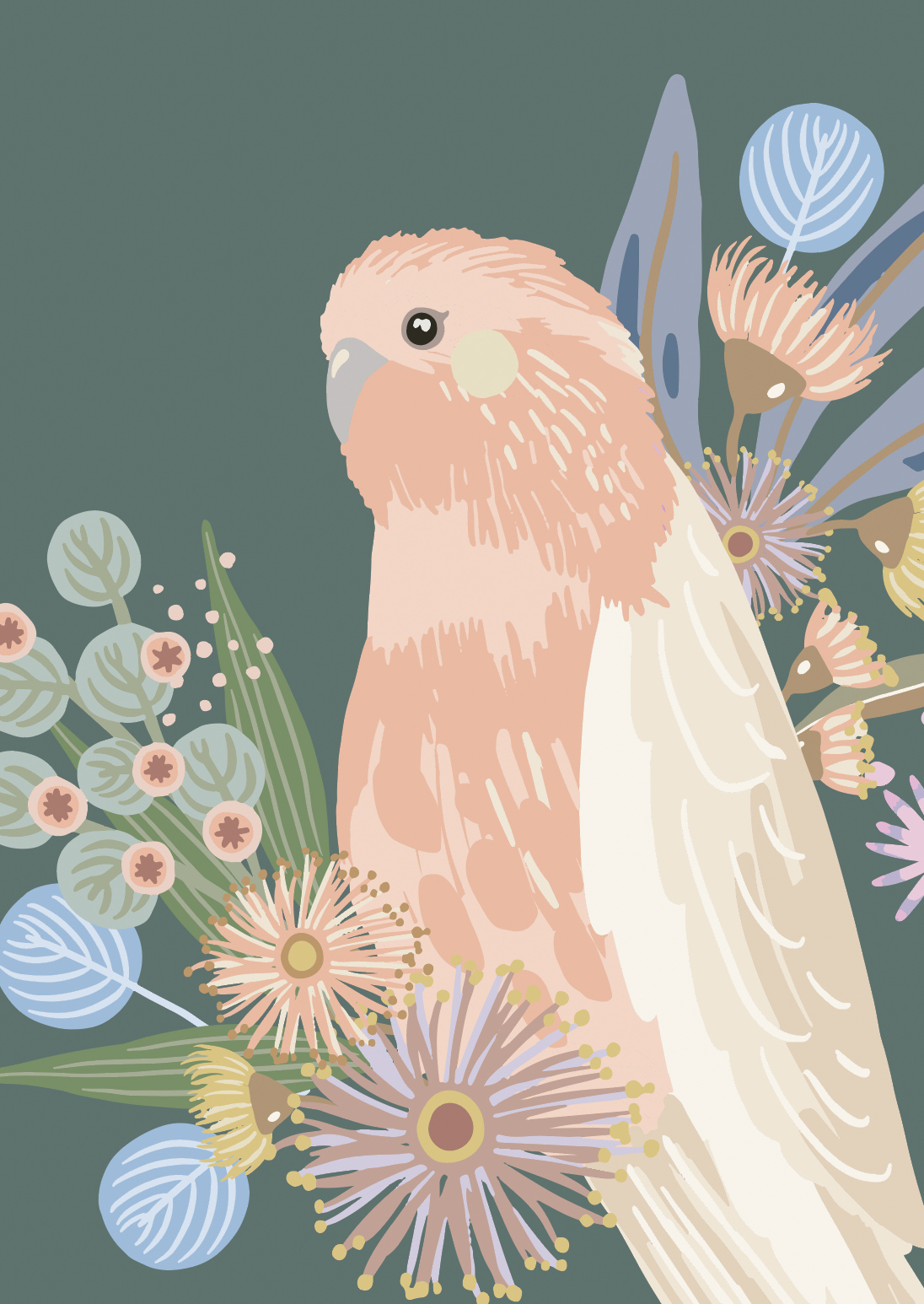 Wholesale Galah on Pastel - Aero Images - Fieldfolio