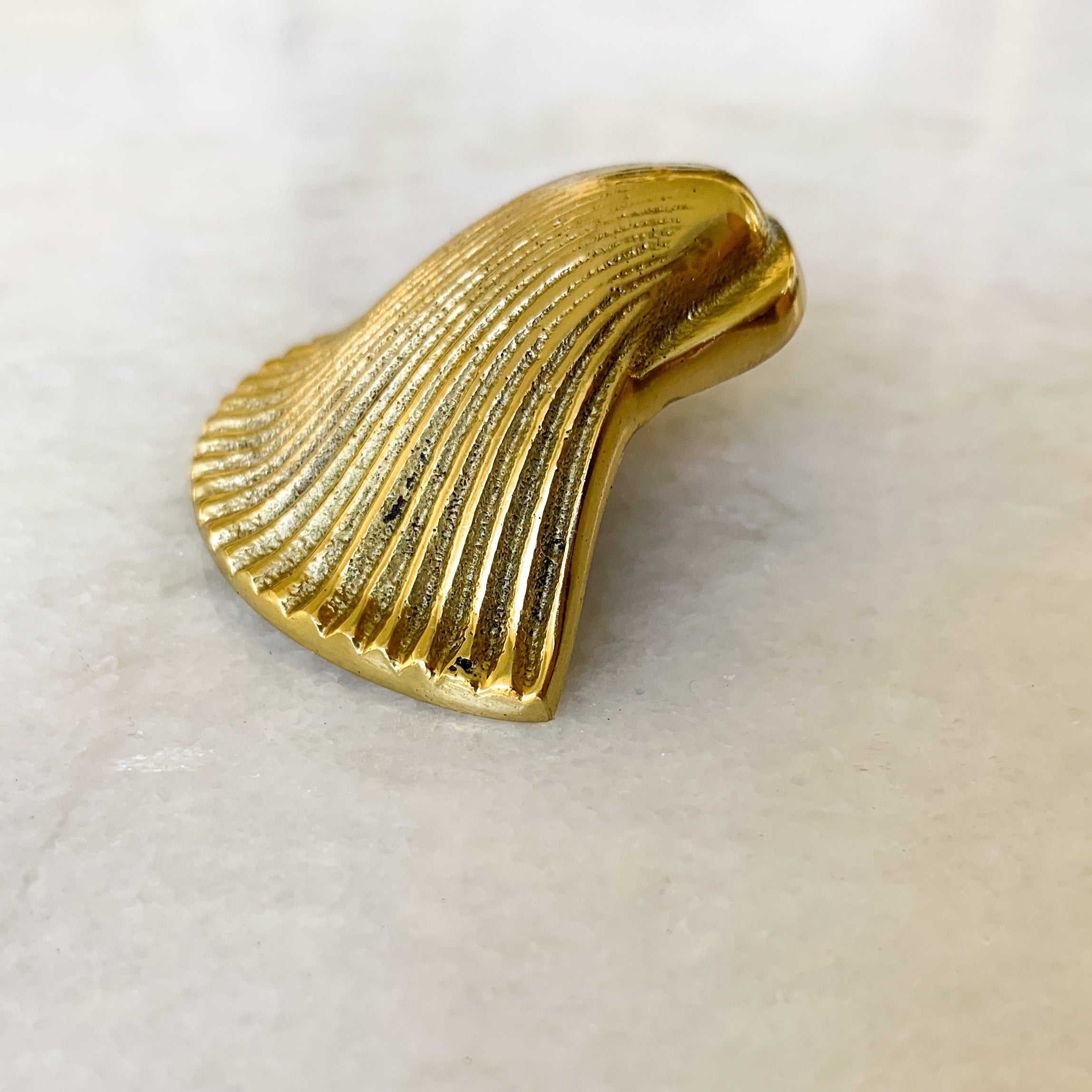 Wholesale Sea Shell Knob Ocean Luxe Fieldfolio