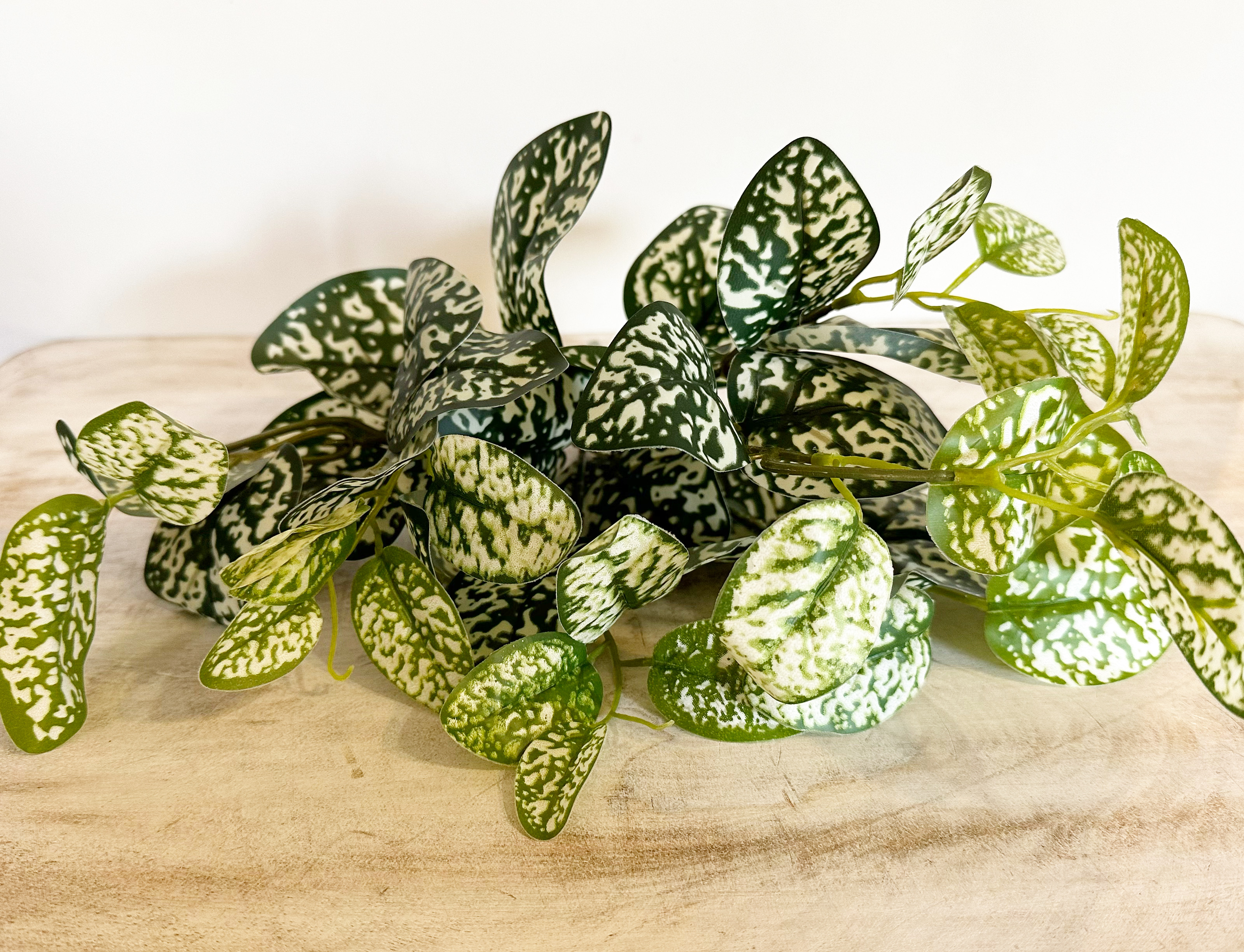 Wholesale Polka Dot Plant stem 50% Disc - Sunrise Accessories - Fieldfolio