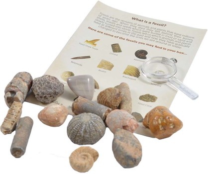 Wholesale 3153: Fossil Collection Display - Science and Nature - Fieldfolio